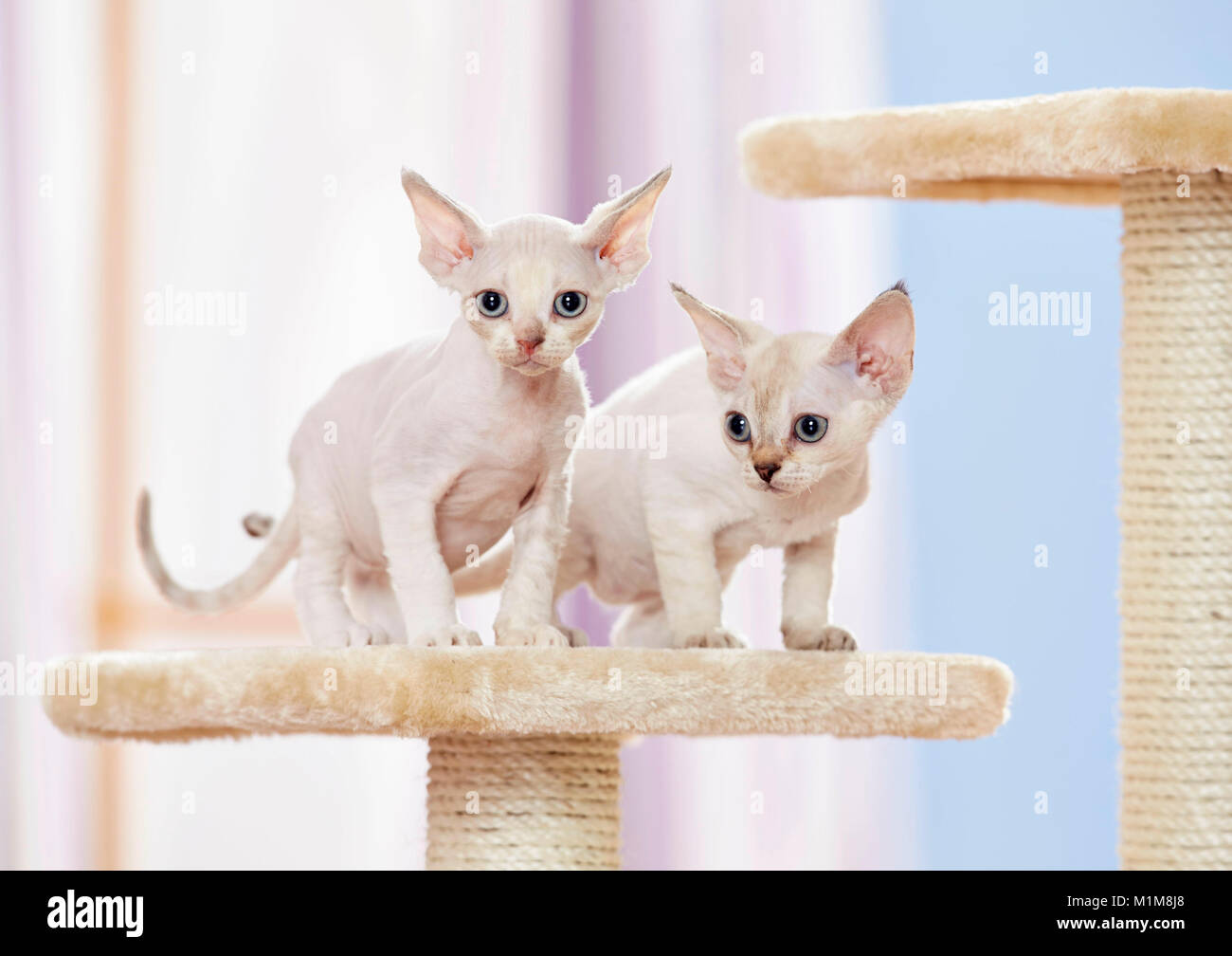 Devon rex hi-res stock photography and images - Alamy