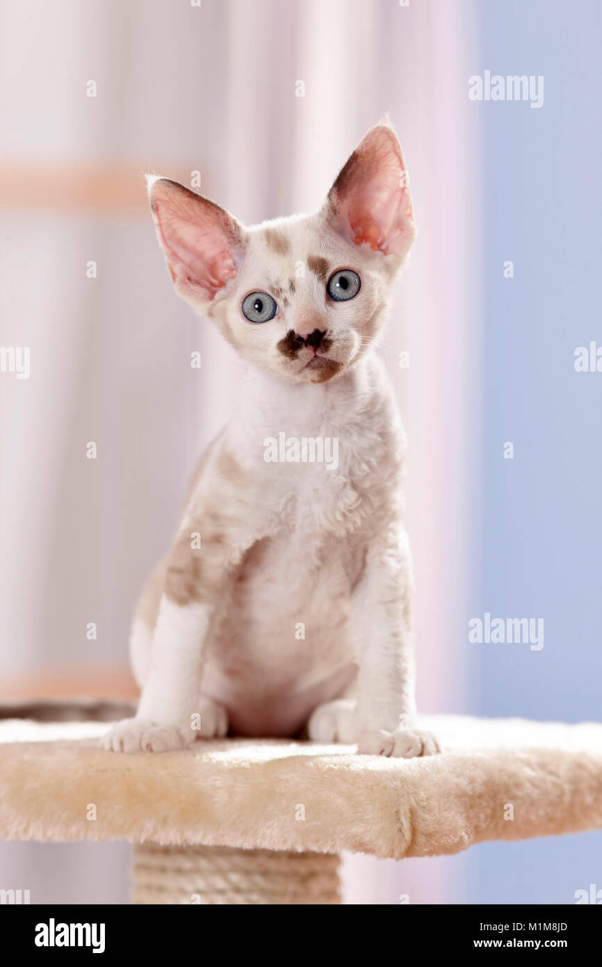 Devon Rex. Kitten sitting on a scratching post. Germany Stock Photo - Alamy