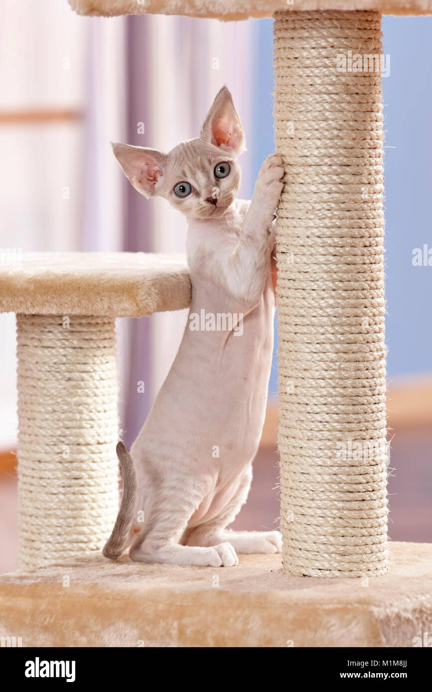 Devon rex hi-res stock photography and images - Alamy