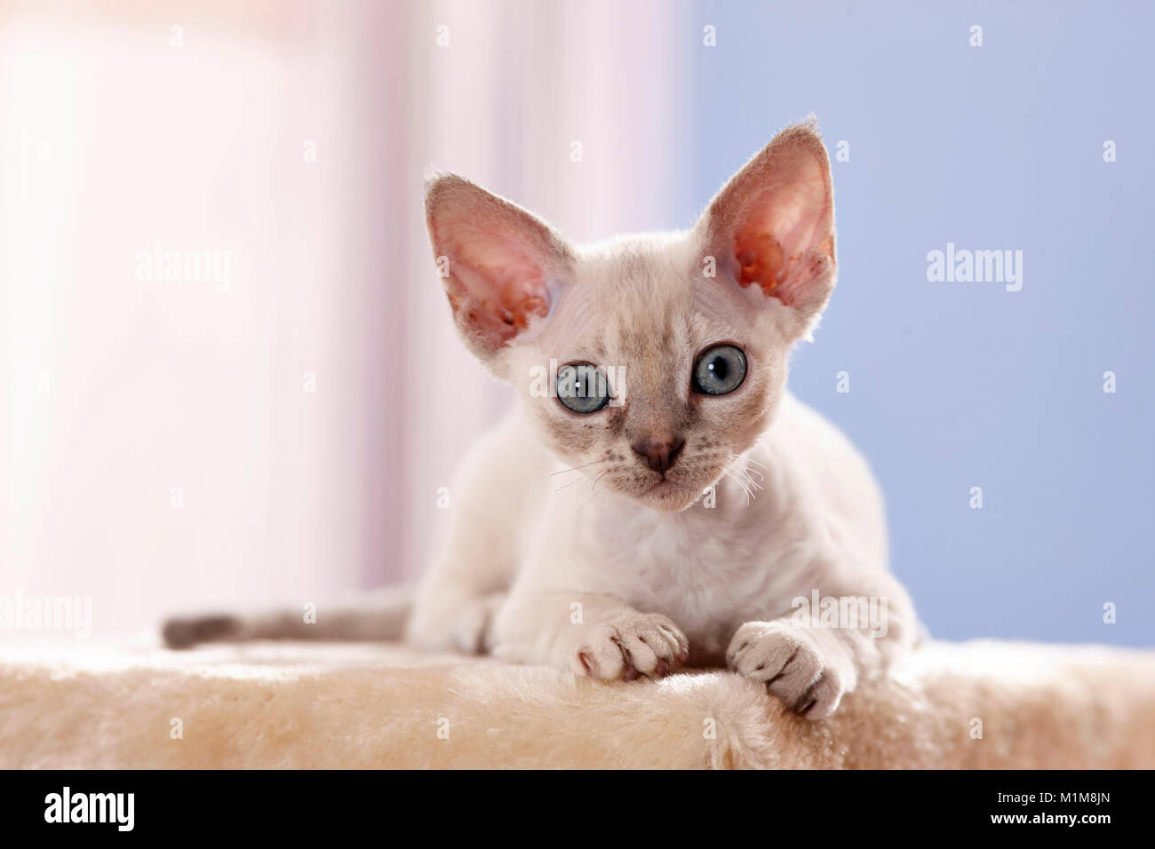 Devon rex hi-res stock photography and images - Alamy