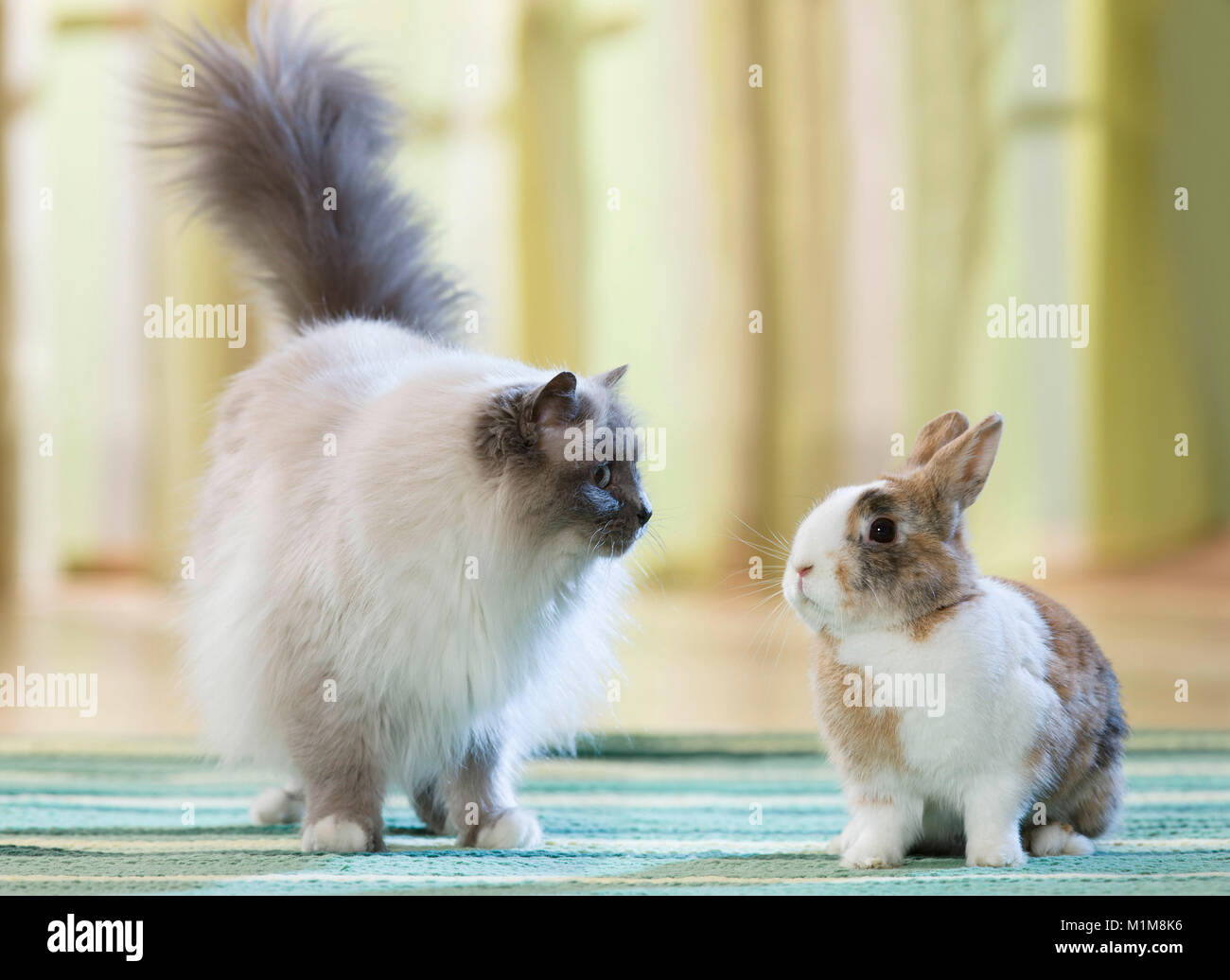 Sacred Birman and Dwarf Rabbit meeting on a rug. Germany Stock Photo ...