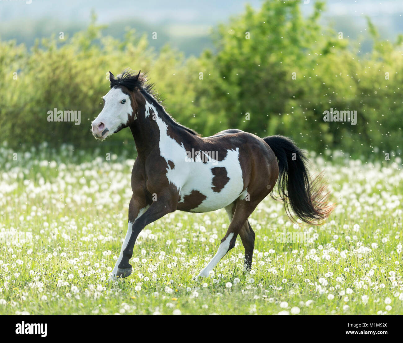 Pintabian galloping on a pasture. Germany Stock Photo - Alamy