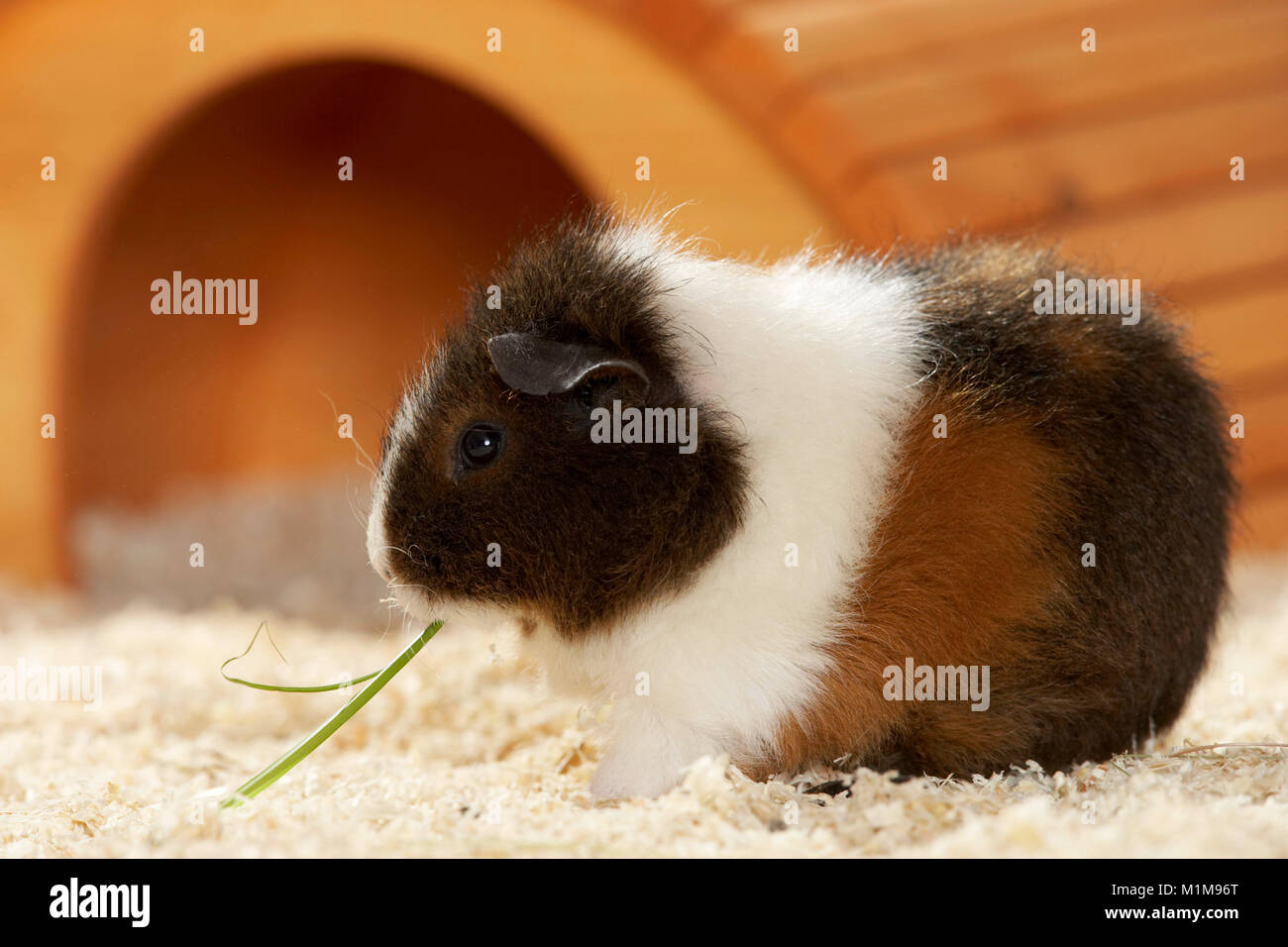 Guinea pig grass hi-res stock photography and images - Alamy