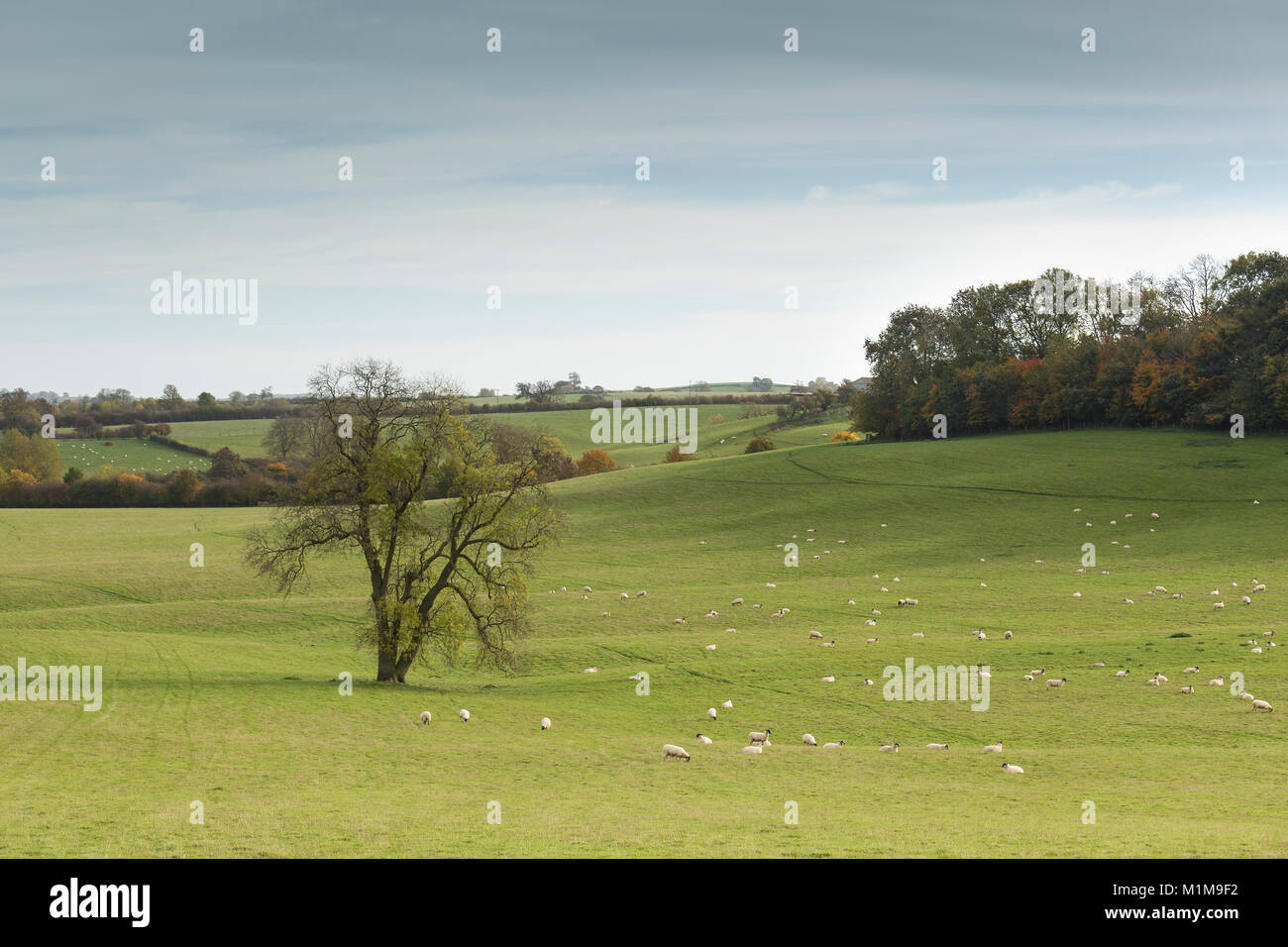 An image of a beautiful Ash tree, clinging on to the last leaves of ...