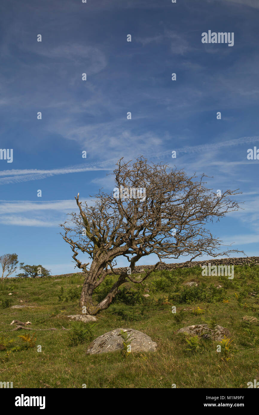 An old Hawthorn tree that has been battered by the weather on Dartmoor ...