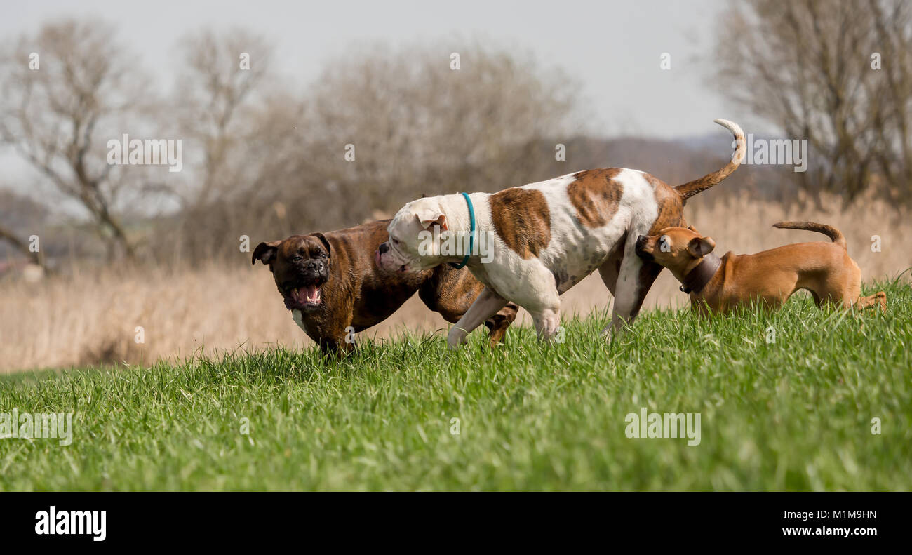 Boxers are playing outside in the meadow Stock Photo - Alamy