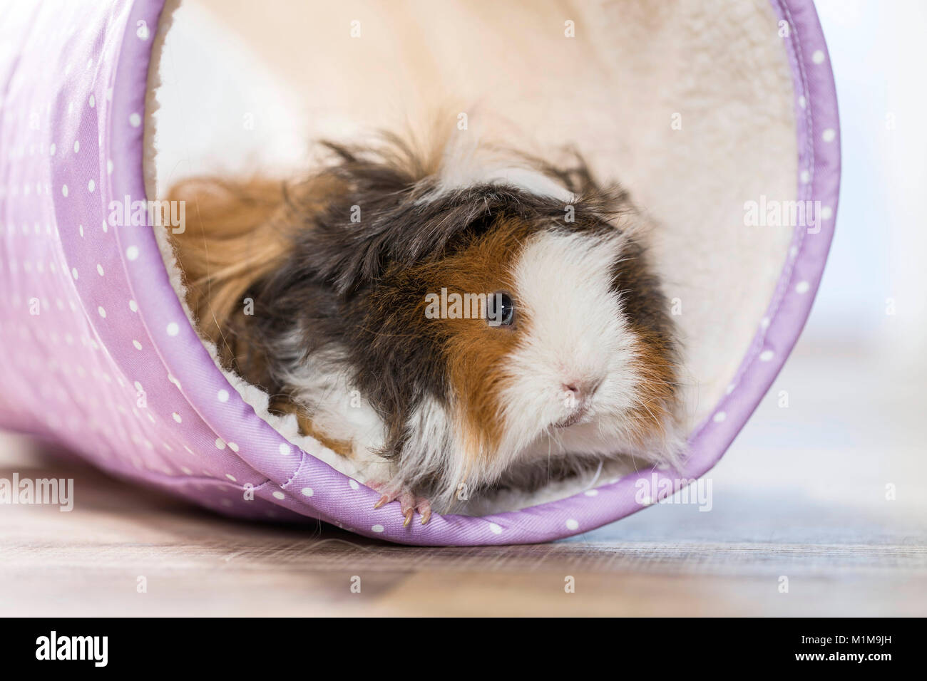 Guinea Pig, Cavie. Long-haired (Lunkarya). Adult in a toy tunnel ...