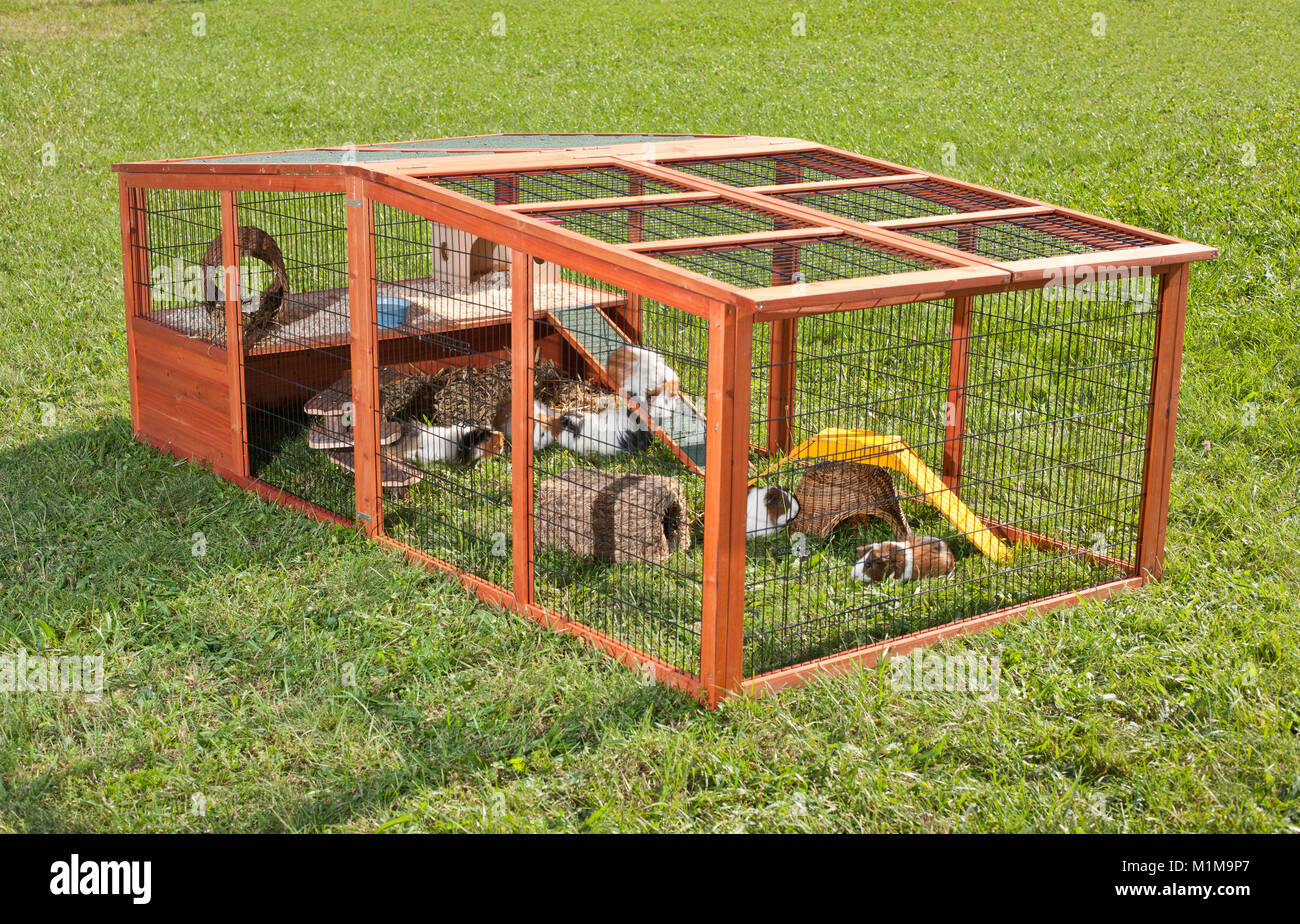 Domestic Guinea Pig. Enclosure in a garden. Germany Stock Photo - Alamy