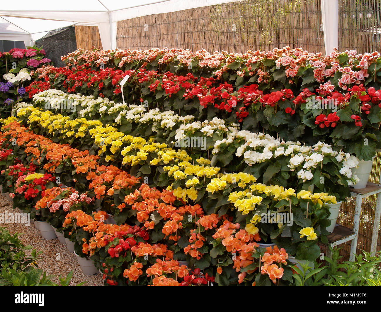 Many colorful flowers on staging display Stock Photo - Alamy