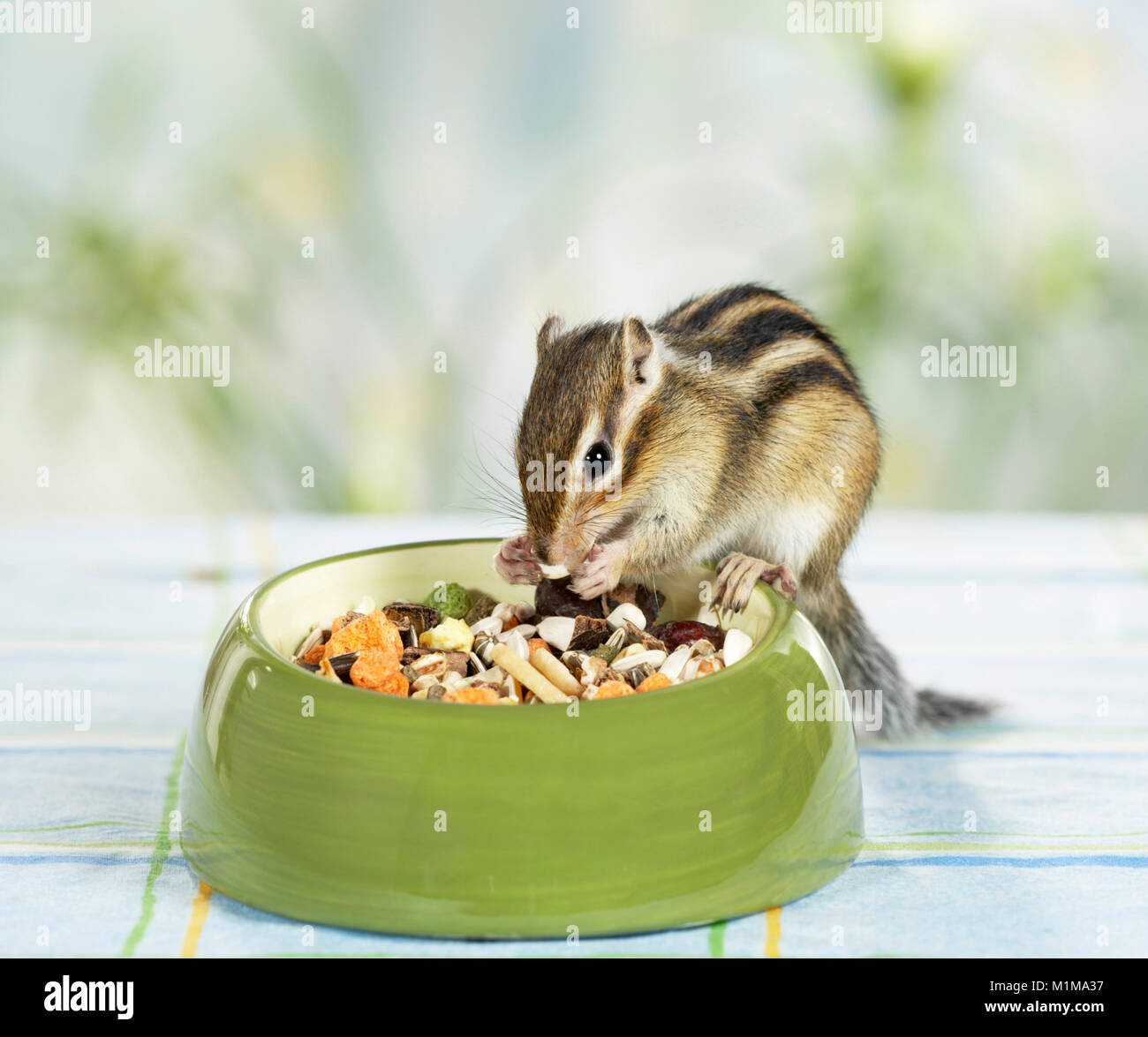 Siberian Chipmunk (Tamias sibiricus) eating from a food bowl. Germany ...