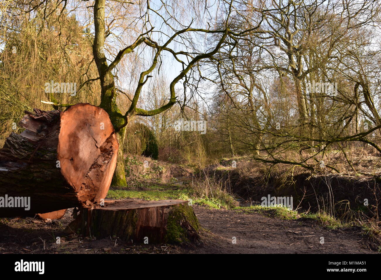 chopped down tree in forest setting Stock Photo - Alamy