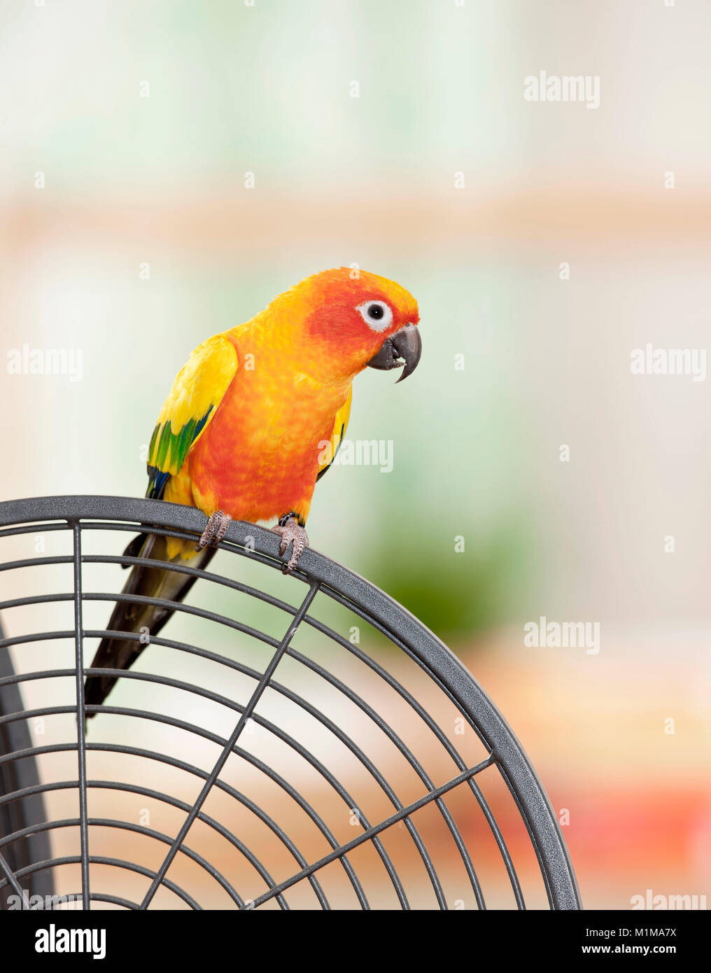 Aratinga solstitialis hi-res stock photography and images - Alamy