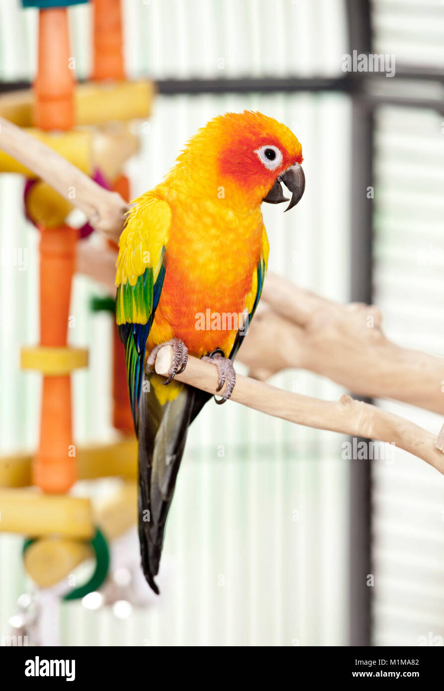 Sun conure perched in cage hi-res stock photography and images - Alamy
