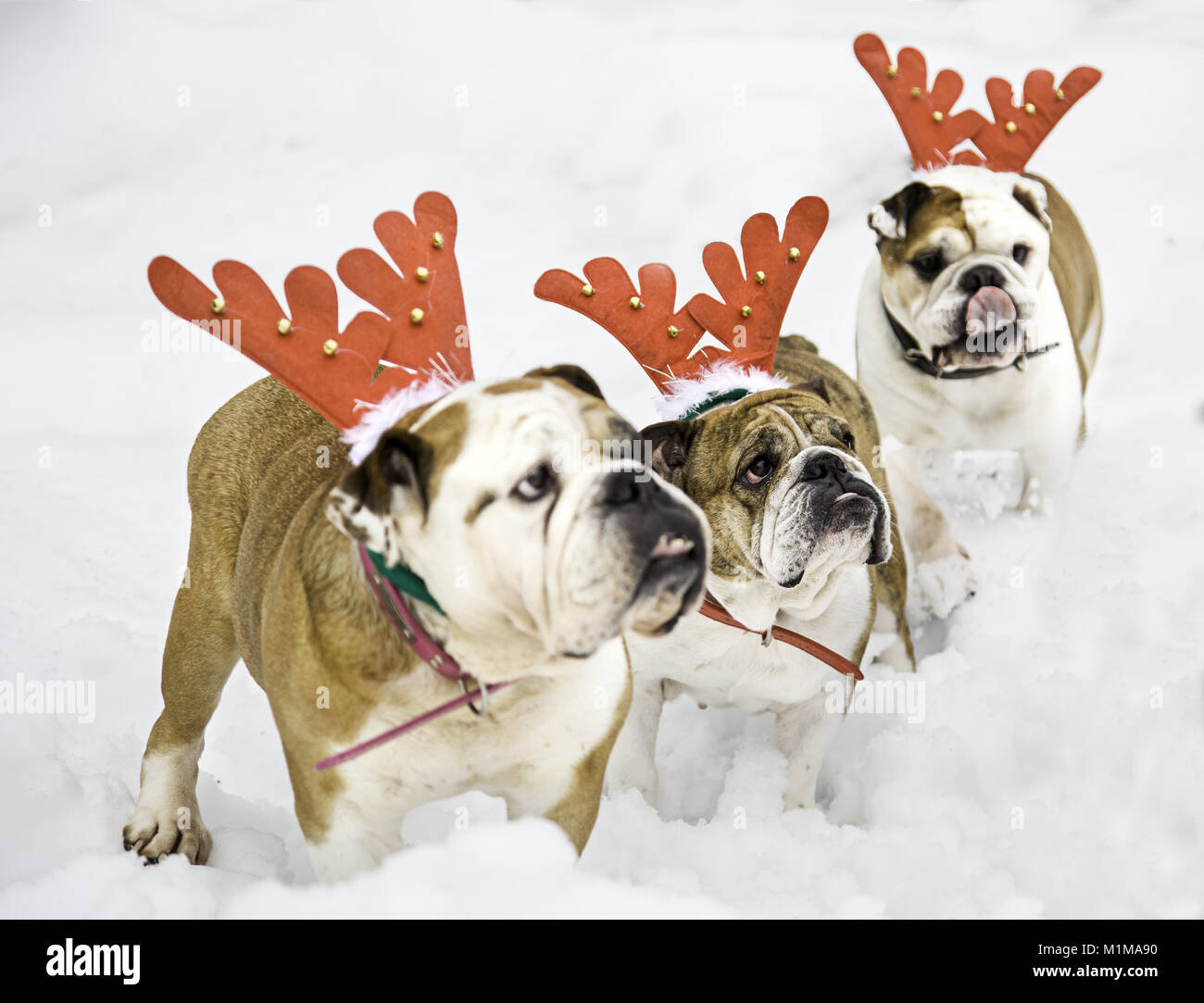 Merry Christmas Bulldog