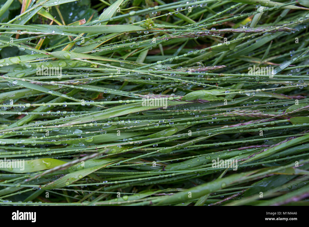Wet grass - texture background Stock Photo - Alamy