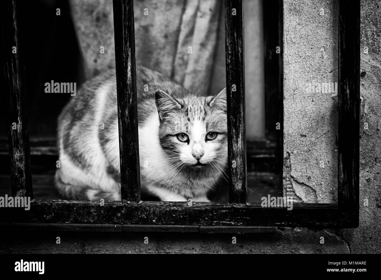 Small pet animal whisker Black and White Stock Photos & Images - Alamy