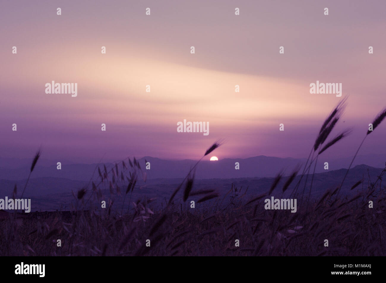 ultraviolet sunset in a fields of wheat with landscape in background ...