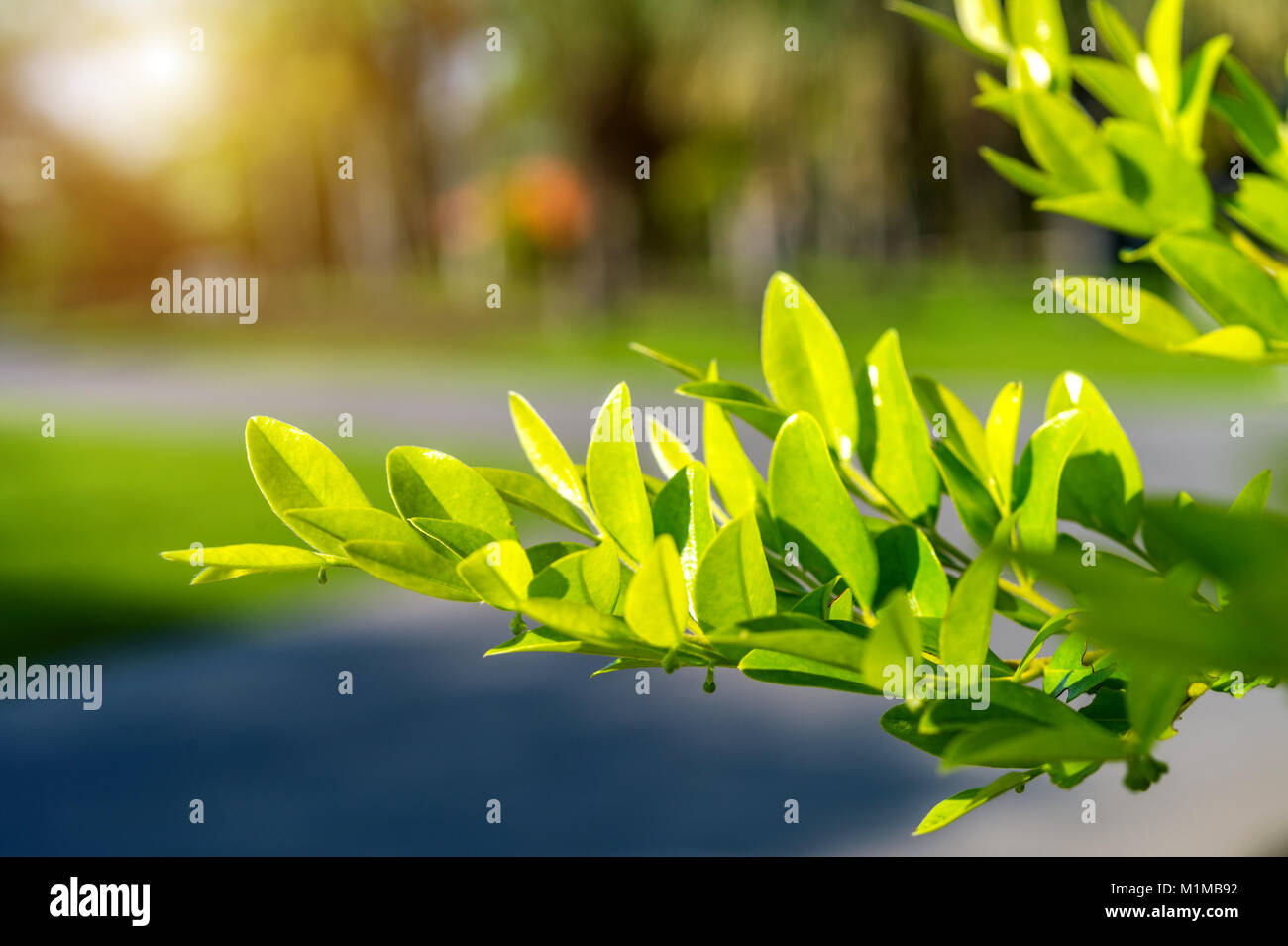 Nature background, Green leaf in spring, Spring season Stock Photo - Alamy