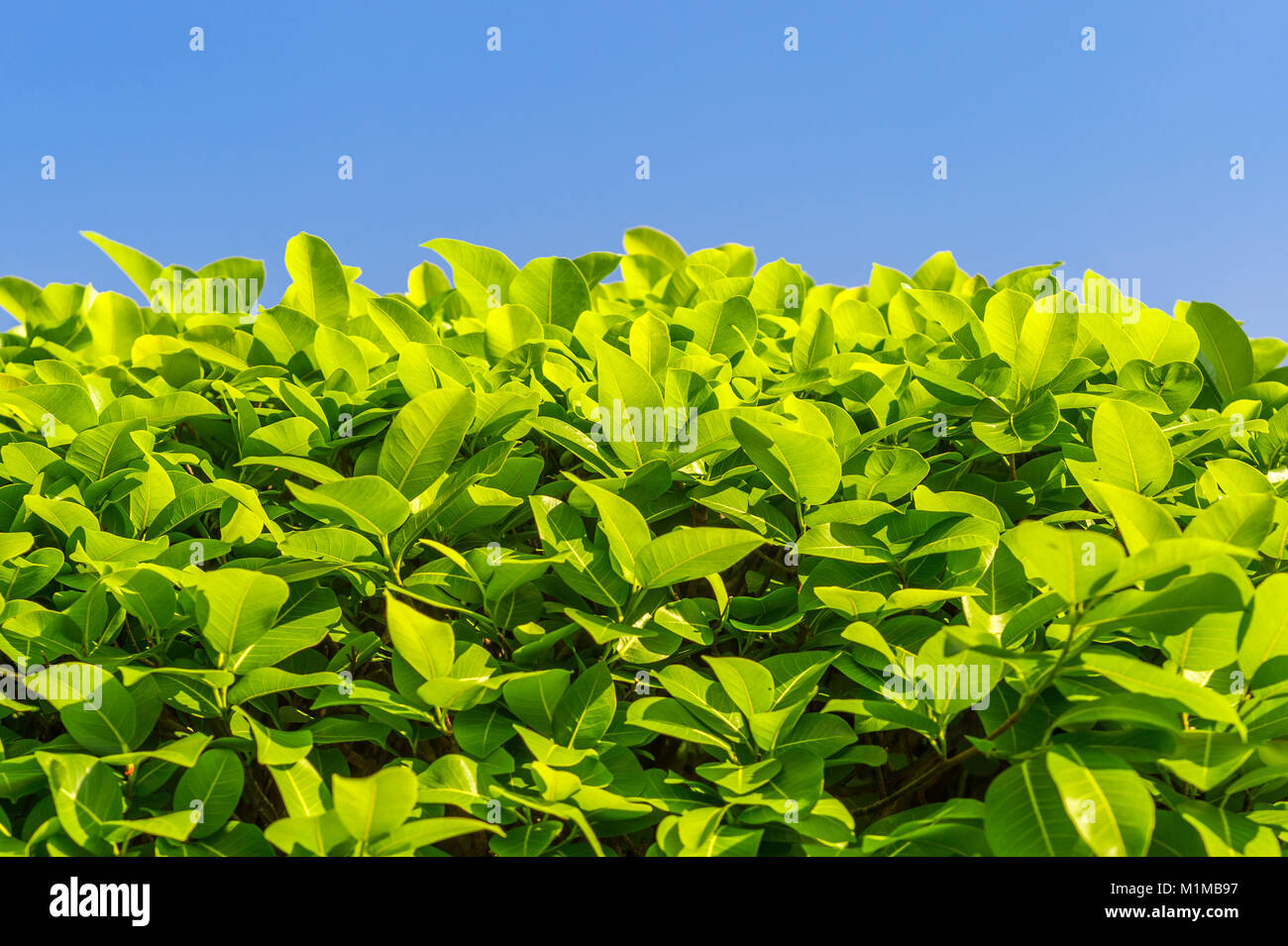 Nature background, Green leaf in spring, Spring season Stock Photo - Alamy