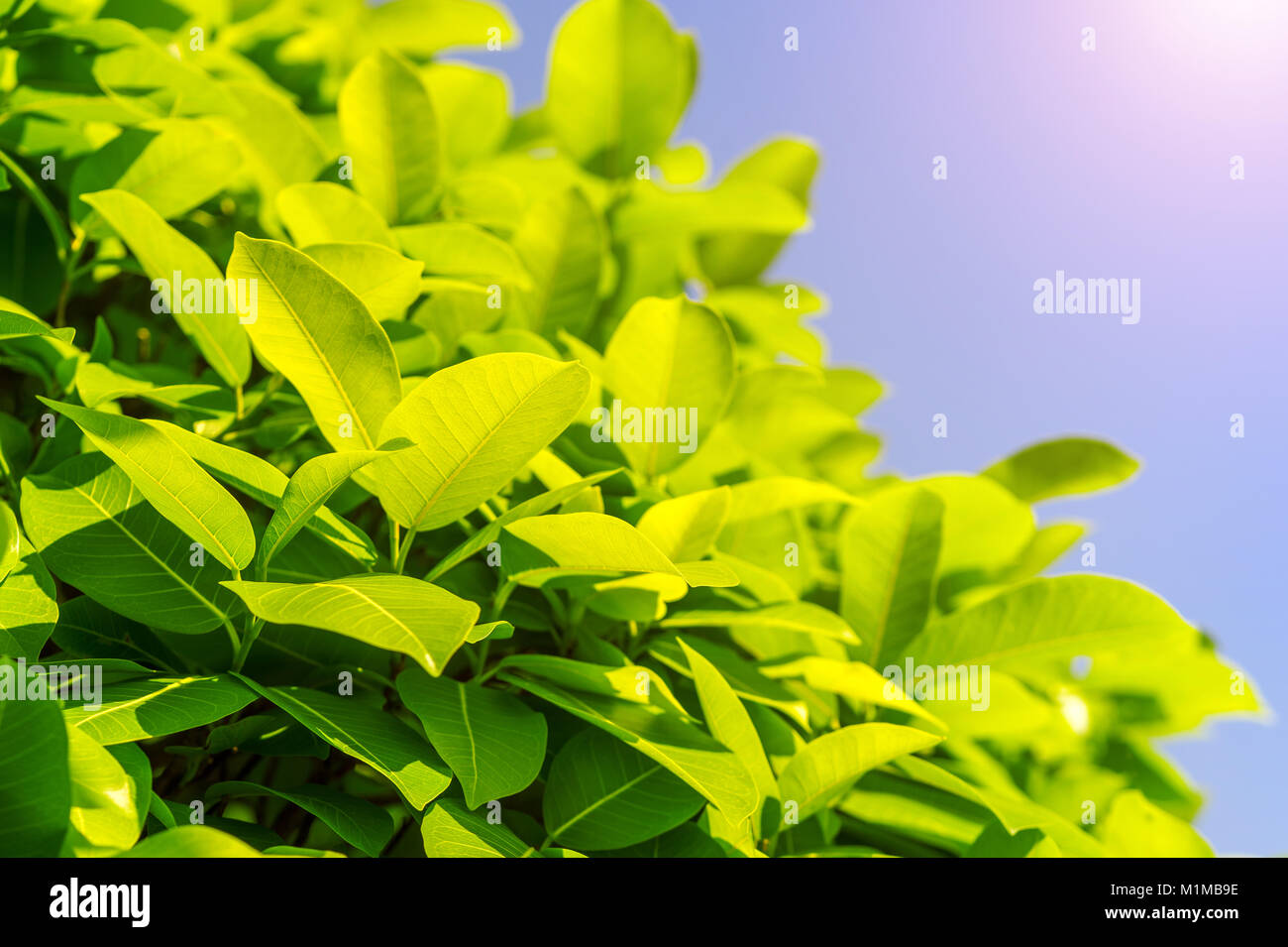 Nature background, Green leaf in spring, Spring season Stock Photo - Alamy
