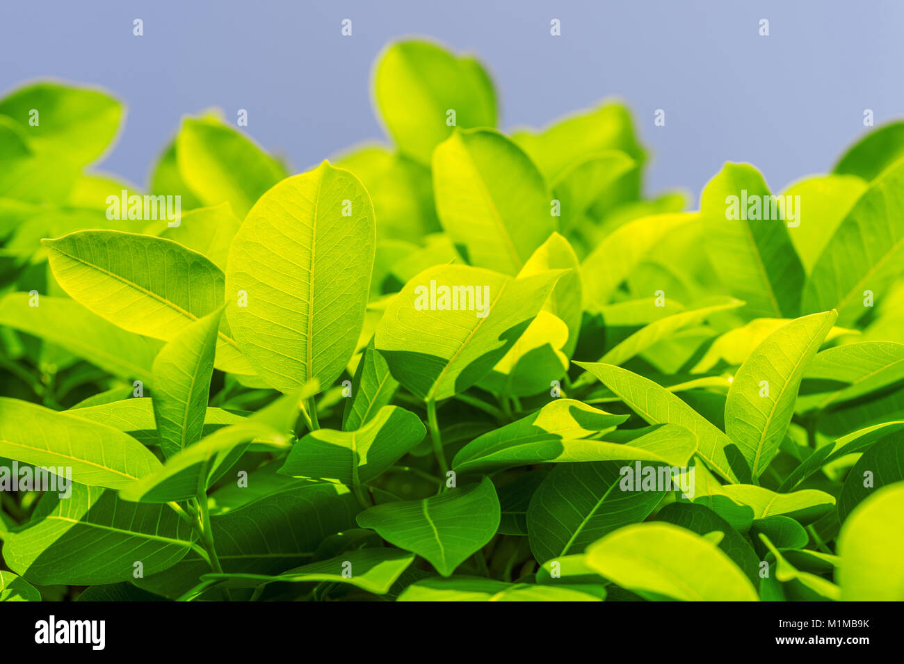Nature background, Green leaf in spring, Spring season Stock Photo - Alamy