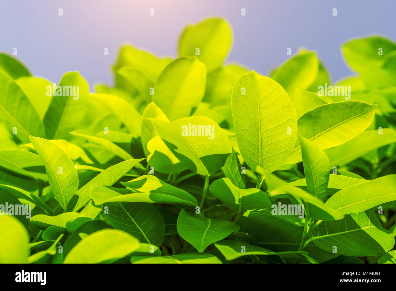 Nature background, Green leaf in spring, Spring season Stock Photo - Alamy