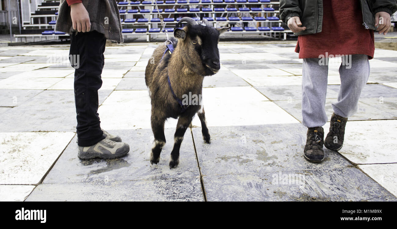 Sheep in barnyard farm animals, nature and captivity, explotacion Stock ...