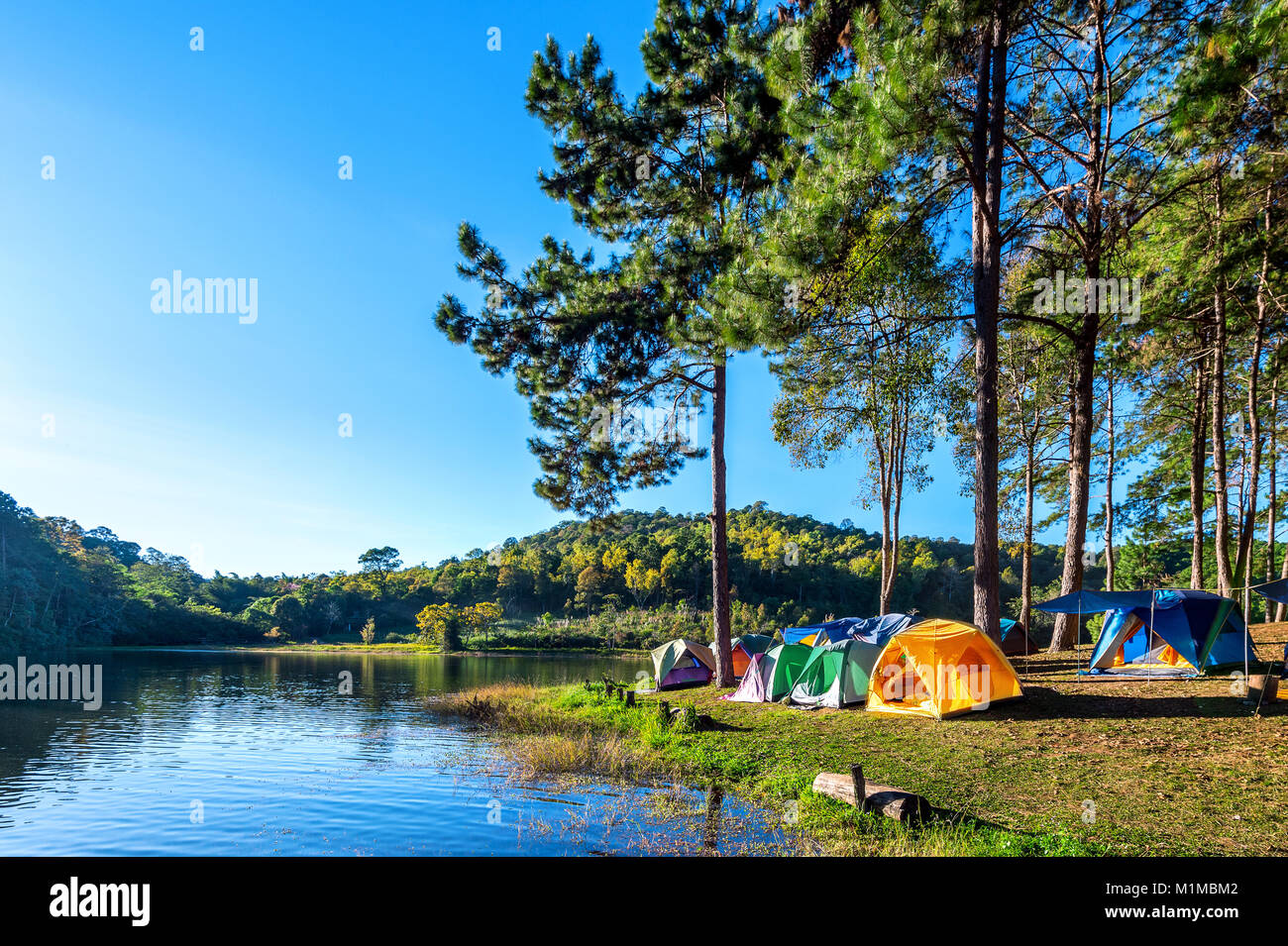 Camping tents under pine trees with sunlight at Pang Ung lake, Mae Hong ...