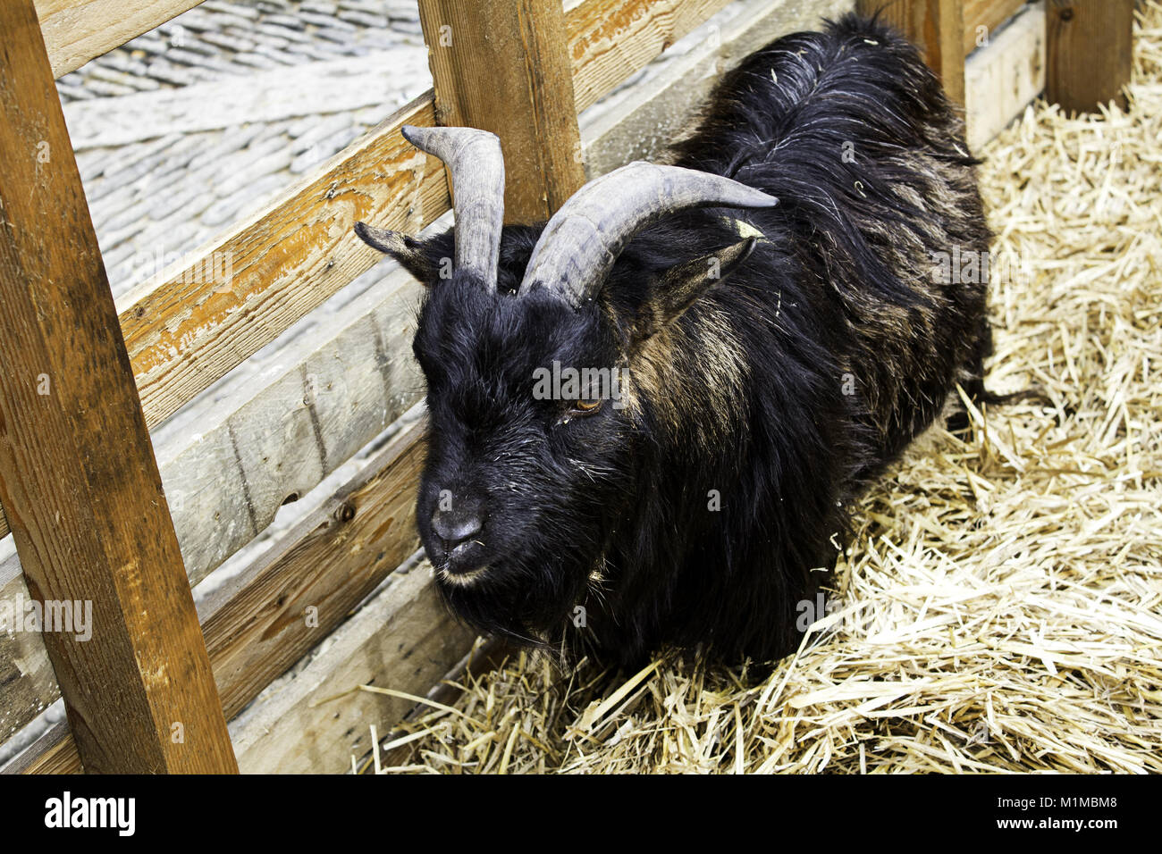 Sheep in barnyard farm animals, nature and captivity, explotacion Stock ...