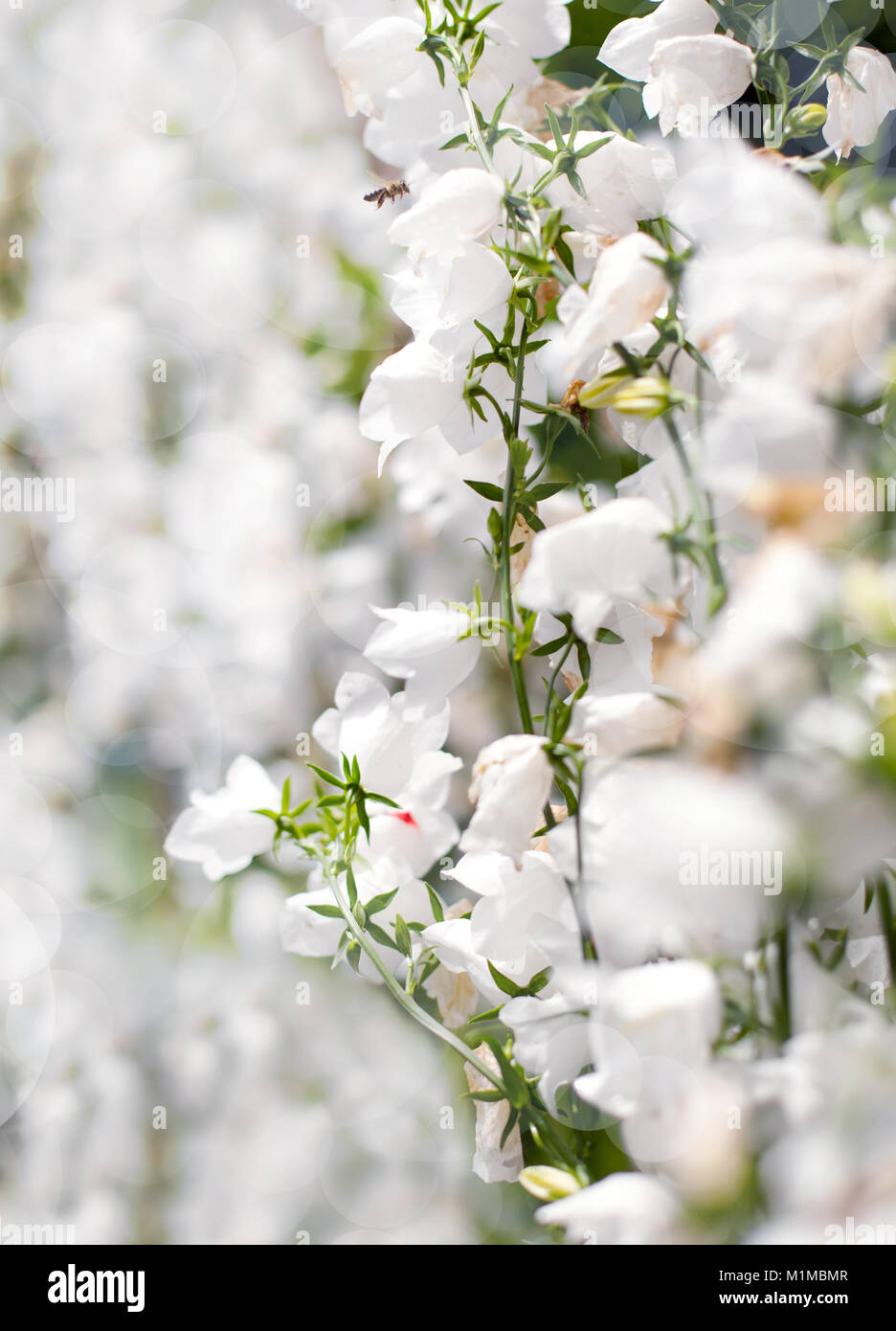High key floral hi-res stock photography and images - Alamy