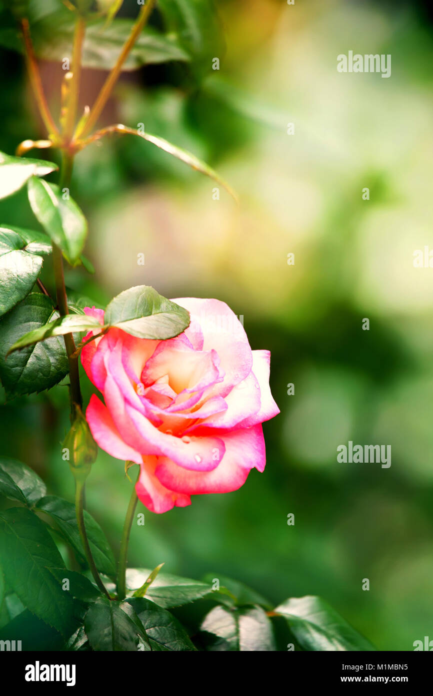 Dreamy rose background abstract pink hi-res stock photography and ...