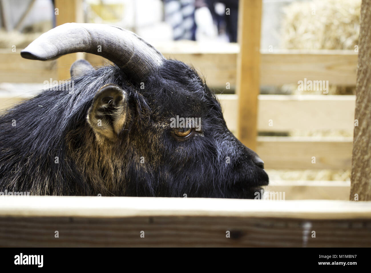 Sheep in barnyard farm animals, nature and captivity, explotacion Stock ...