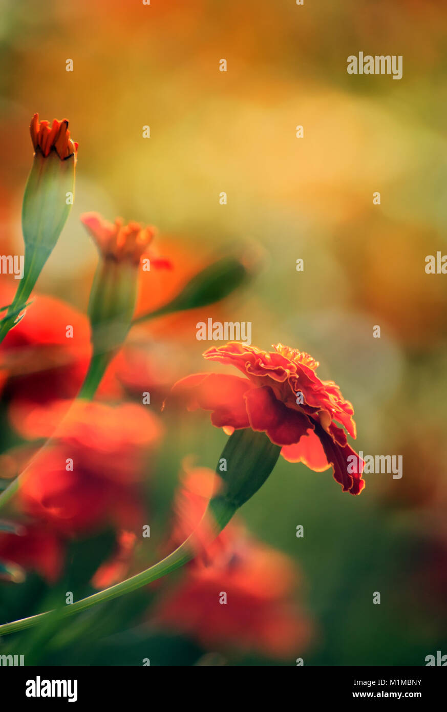 vertical red garden flower landscape- soft colored background with ...