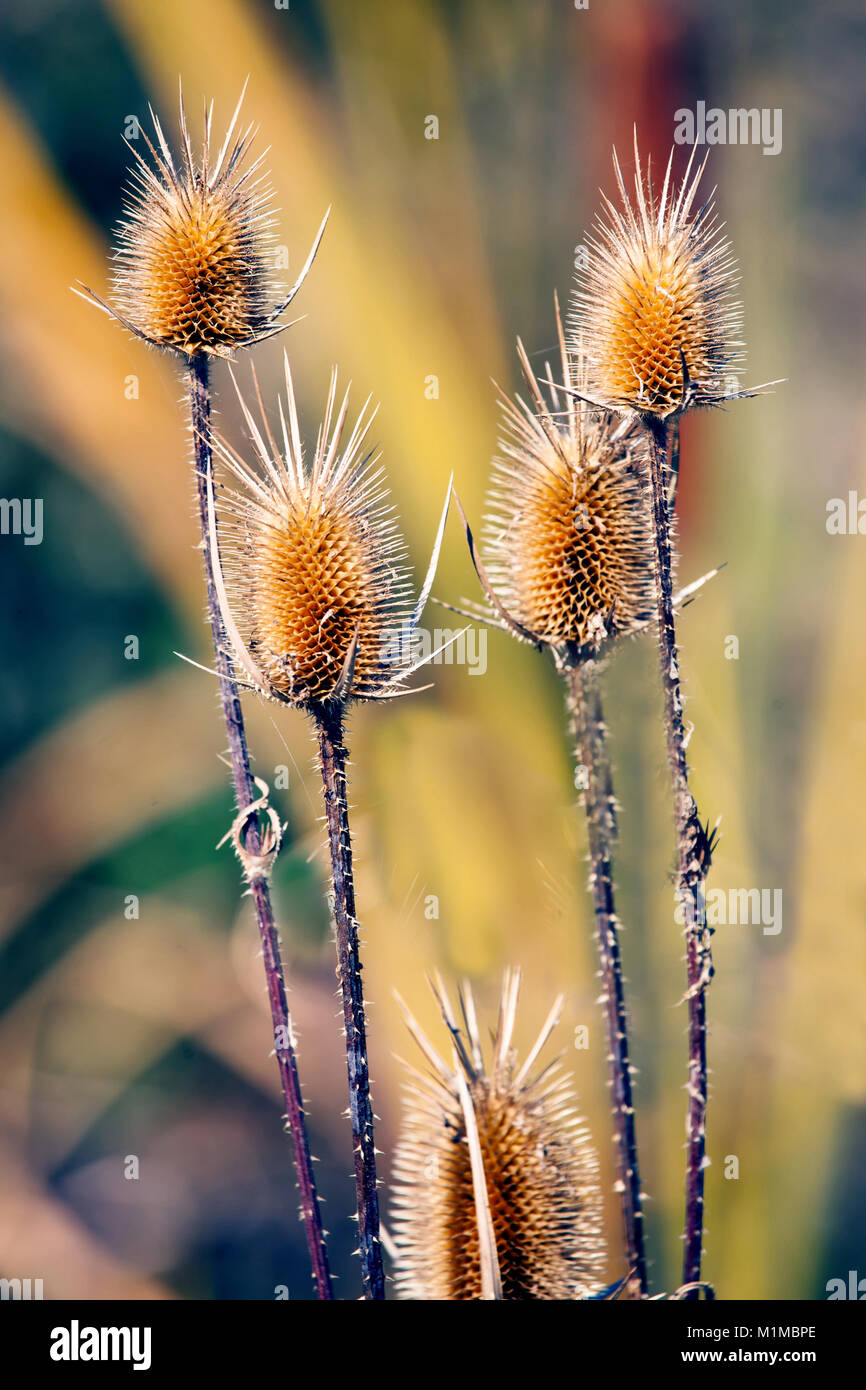 colorful colors on thorn in fall time Stock Photo - Alamy