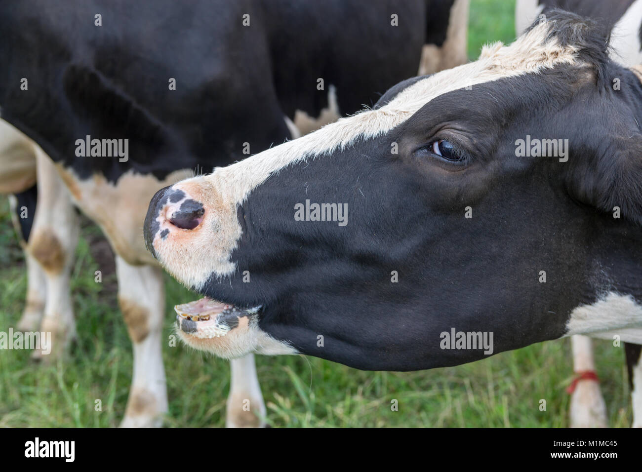 Danish black and white cattle hi-res stock photography and images - Alamy