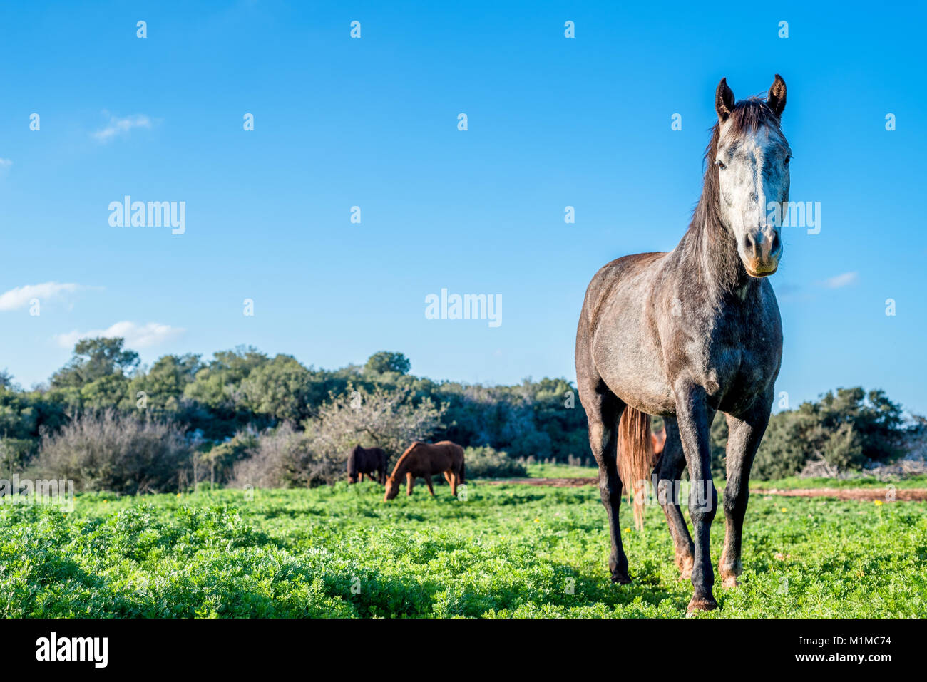 Grey green body hi-res stock photography and images - Alamy