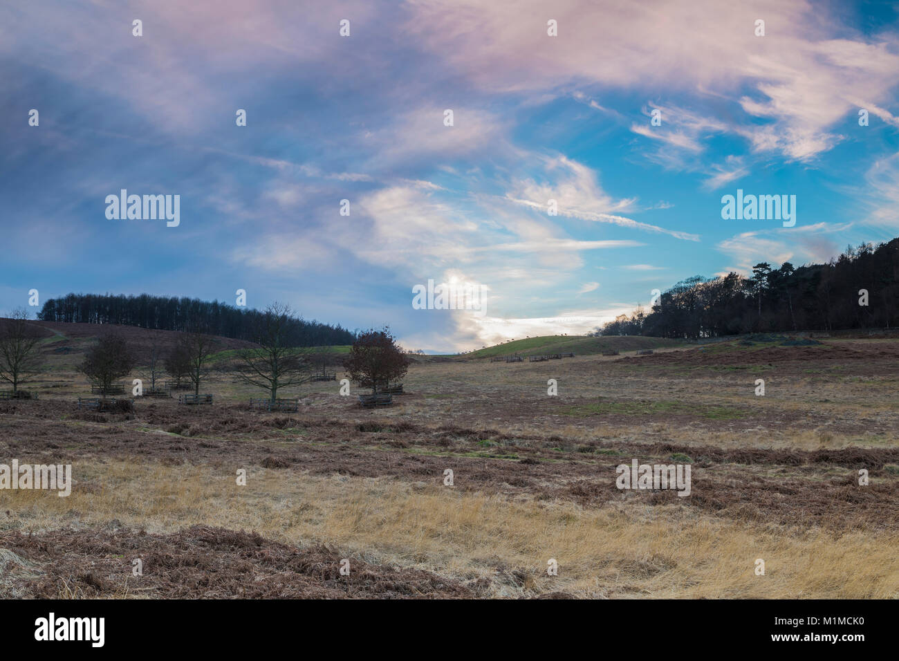 An image of a group of foreground trees backed by a beautiful evening ...