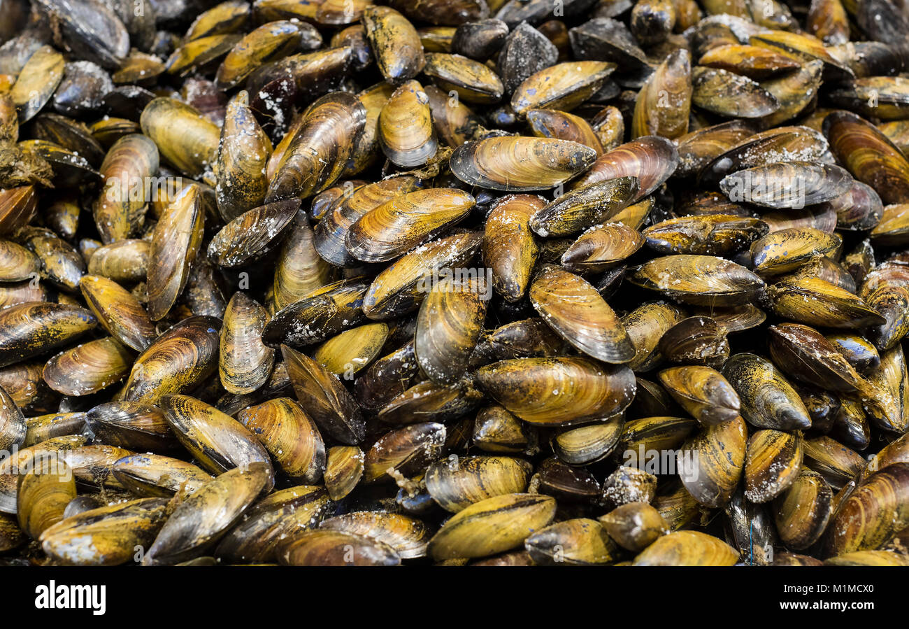 Background of edible raw shellfish shells on the market shelves Stock ...
