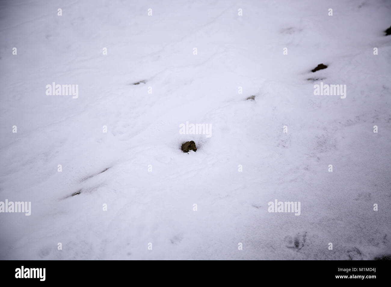 Snow covered ice ground in winter, risk and nature Stock Photo - Alamy