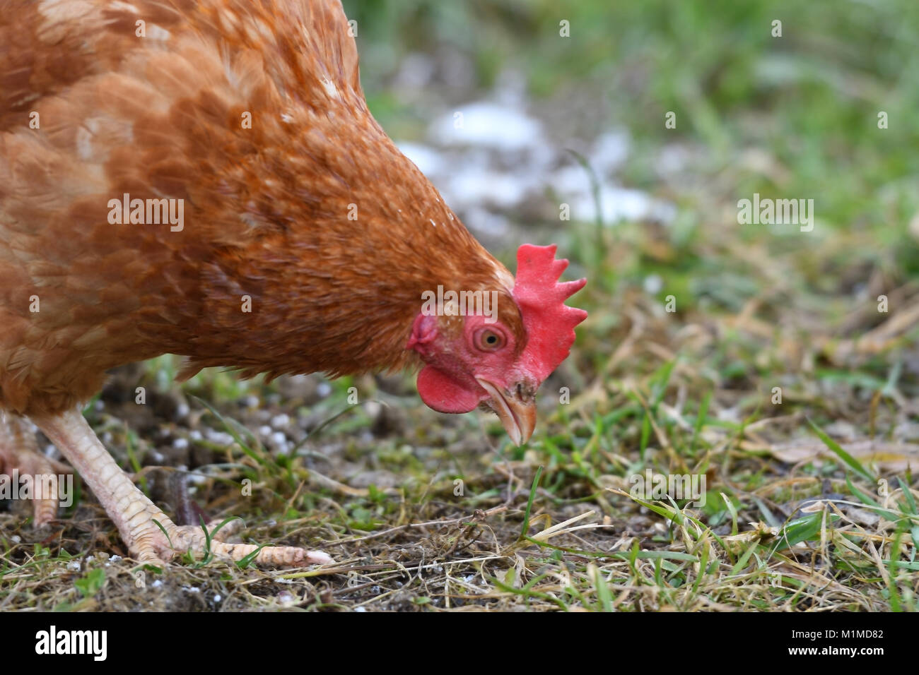 domestic chicken eating together on the grass farm Stock Photo - Alamy