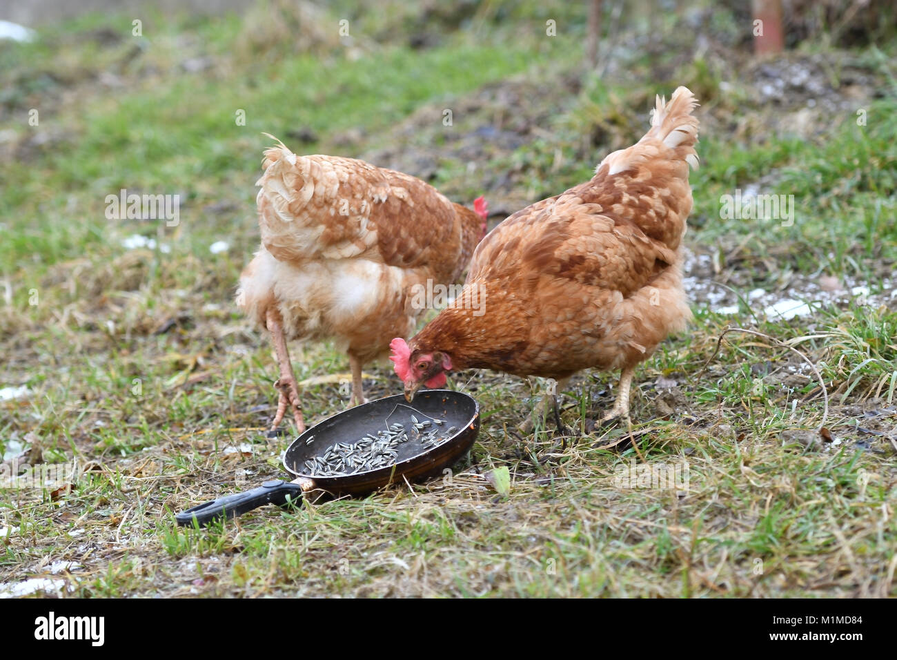 domestic chicken eating together on the grass farm Stock Photo - Alamy