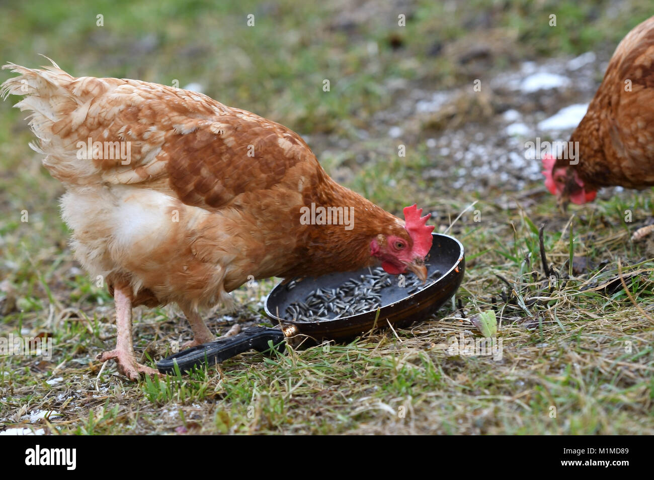 domestic chicken eating together on the grass farm Stock Photo - Alamy
