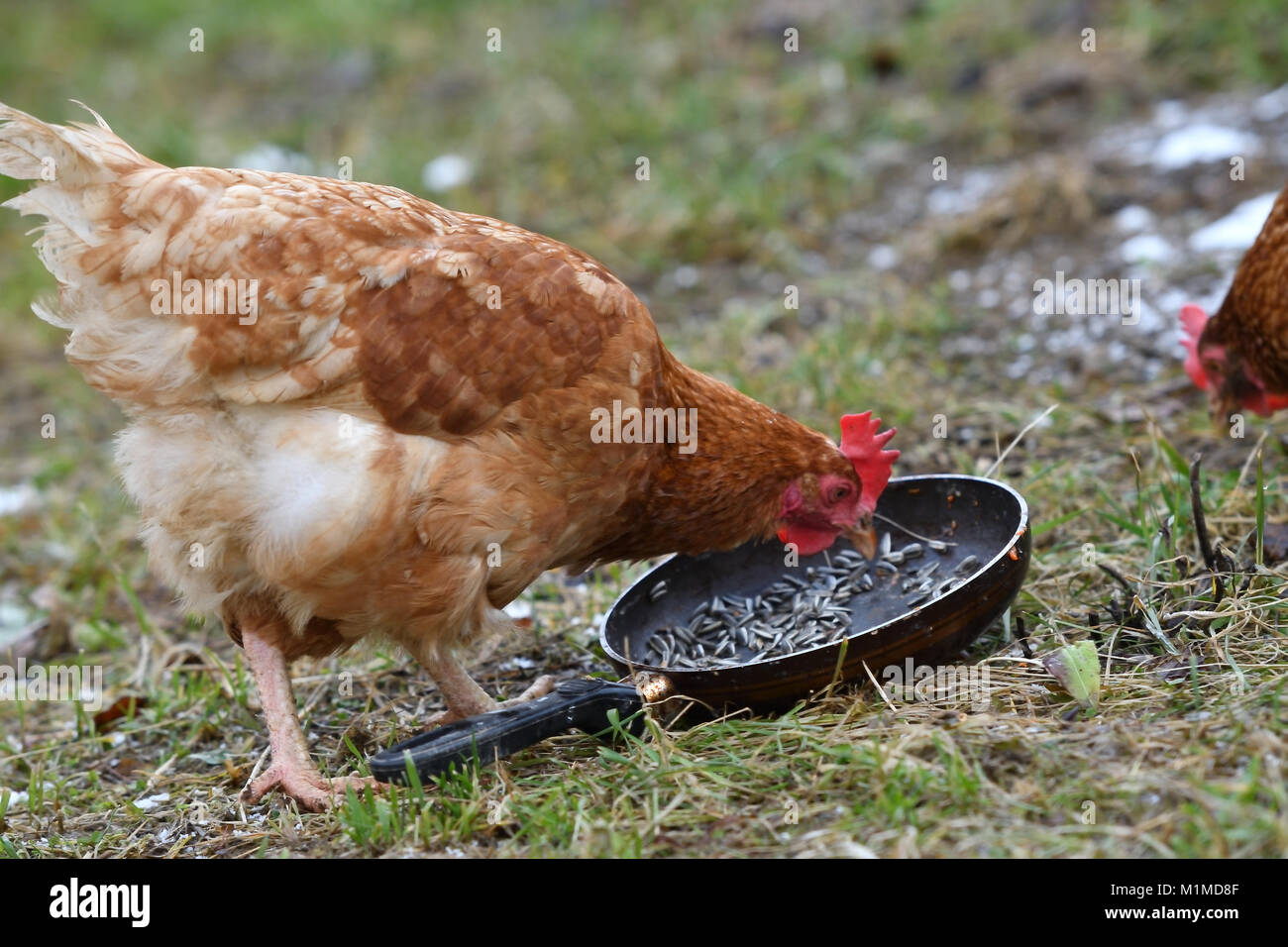 domestic chicken eating together on the grass farm Stock Photo - Alamy