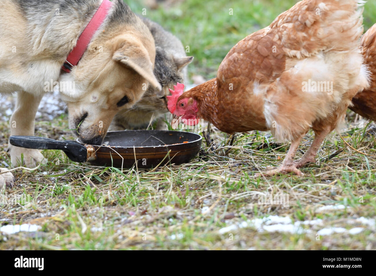 Domestic animals chicken hen dog and cat eating together from the grass ...