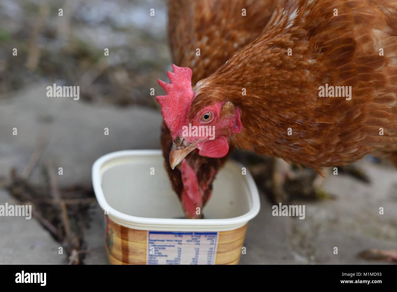 domestic chicken eating together on the grass farm Stock Photo - Alamy