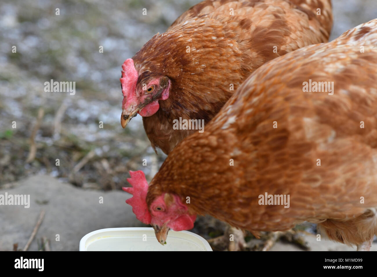 domestic chicken eating together on the grass farm Stock Photo - Alamy