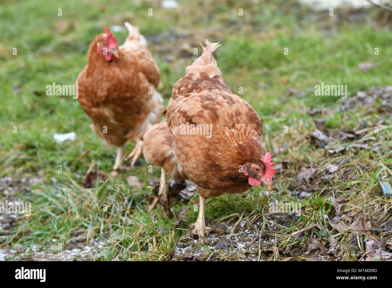 domestic chicken eating together on the grass farm Stock Photo - Alamy