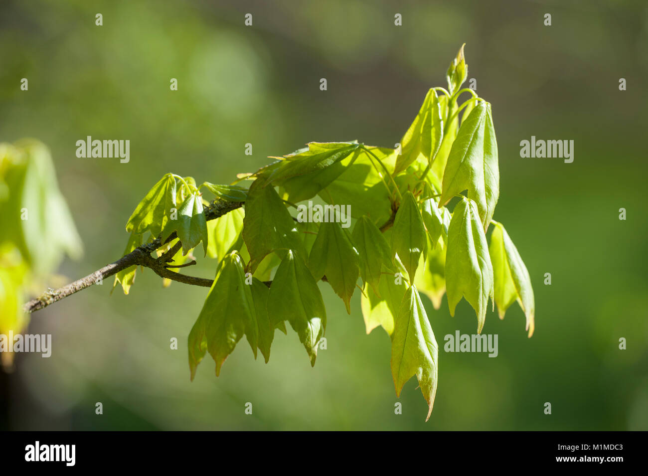 Acer buergerianum hi-res stock photography and images - Alamy