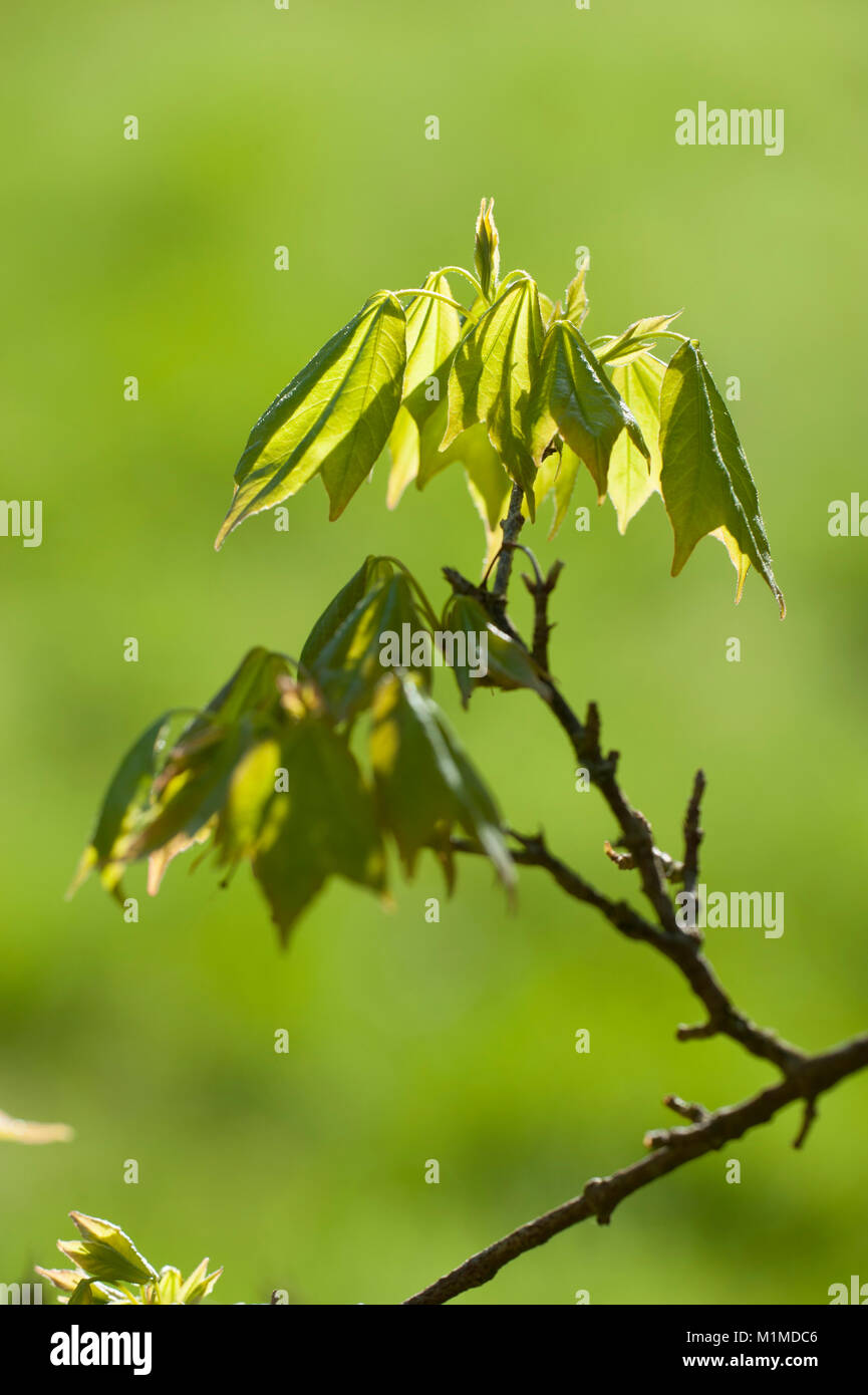 Trident maple hi-res stock photography and images - Alamy
