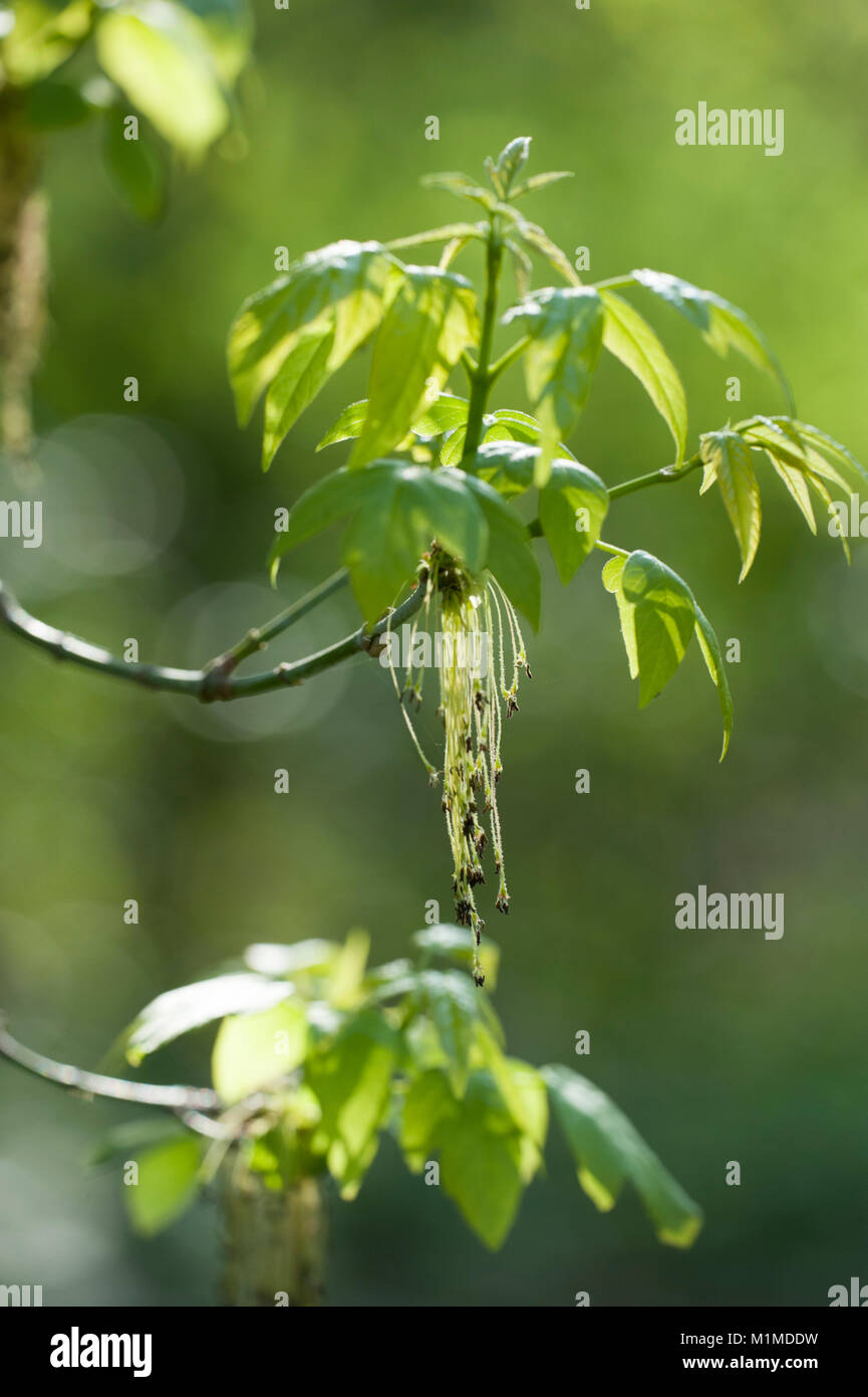 Acer negundo,Eschen-Ahorn,Boxelder Maple,Maple Ash Stock Photo - Alamy
